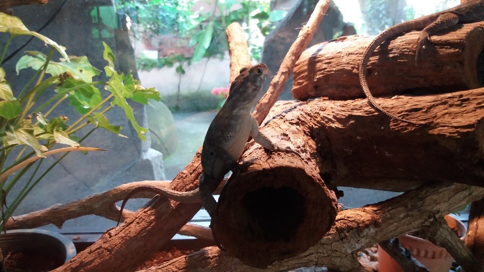 Mohd Faiz bin Abdul Manan: Taman Rama-Rama & Reptilia Melaka