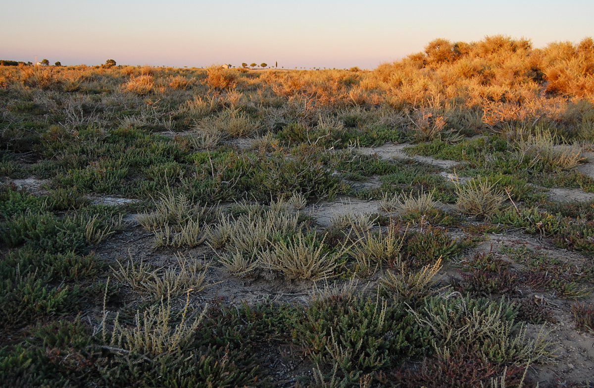 ALMANAQUE NATURAL: Los Praos de Carrión
