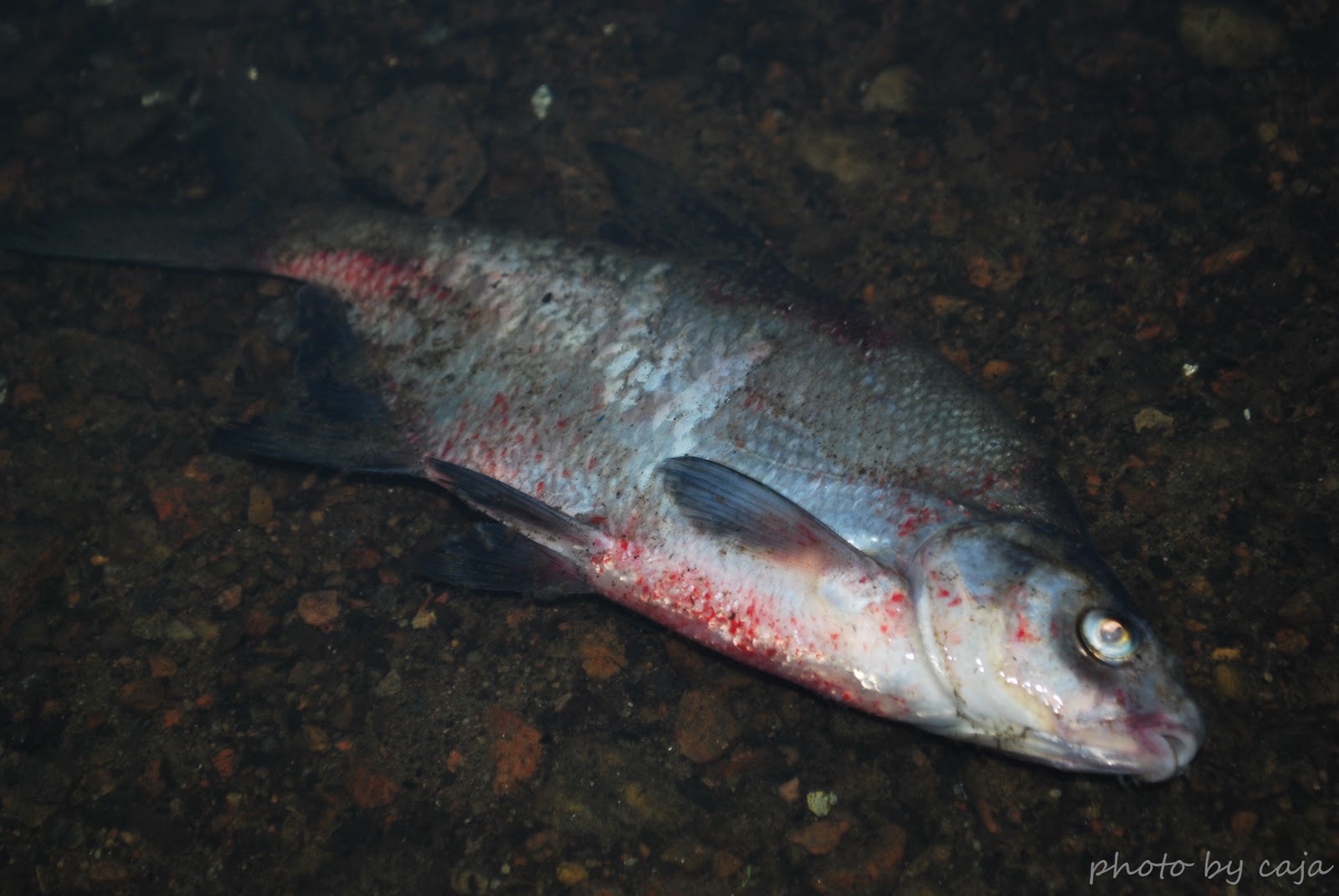 Himmel, hav och lite mittemellan!: I de lugnaste vatten.....