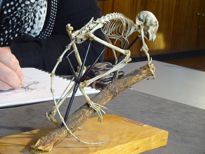 margaret-cooter: Drawing Tuesday - Grant Museum of Zoology