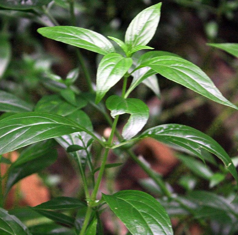 Trees Planet: Andrographis paniculata – Kalomegh