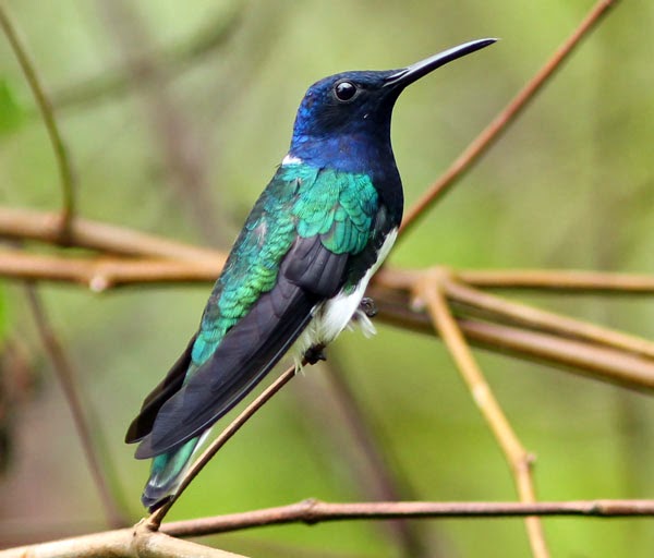Birdernaturalist: Northern Peru Hummingbirds #1