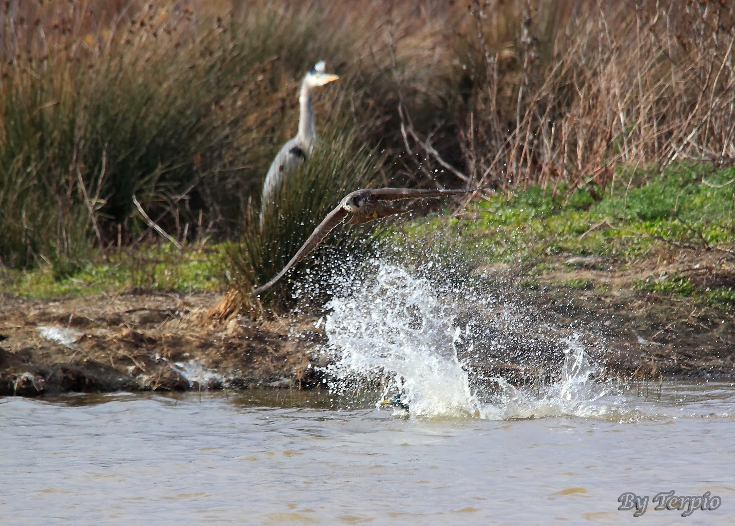 Viajes, Salidas, Naturaleza, (Fotografía).: Halcón Peregrino (Falco ...