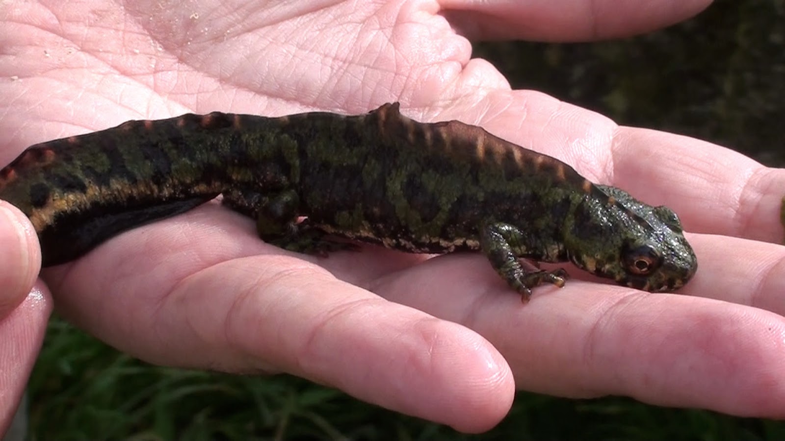 El blog de Javier Atrio: Tritones