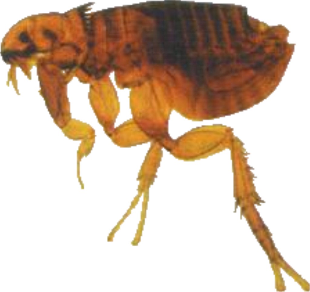 Clínica Veterinaria Palomera: Parásitos