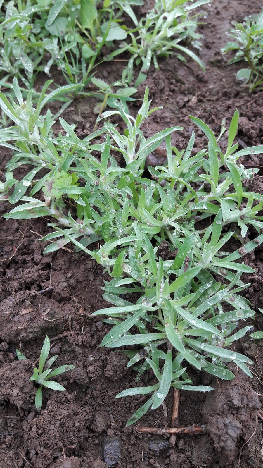 Palstalta pöytään: Viikon vinkki: Rikkakasvien tunnistus, osa I