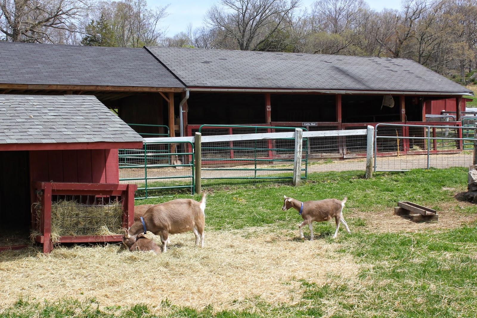 Witty Whit's Words: Muscoot Farm