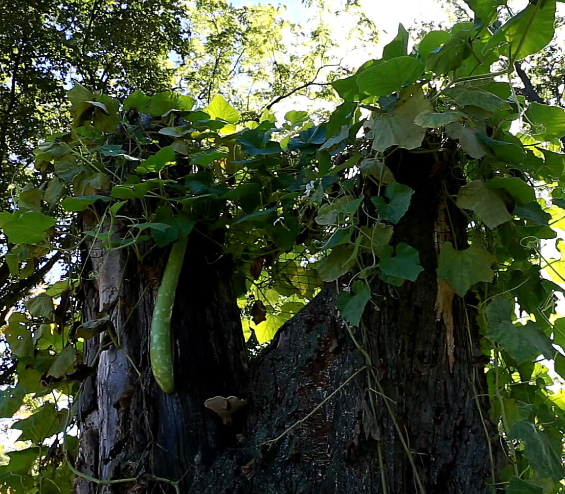 Stewed Italian Cucuzza Squash