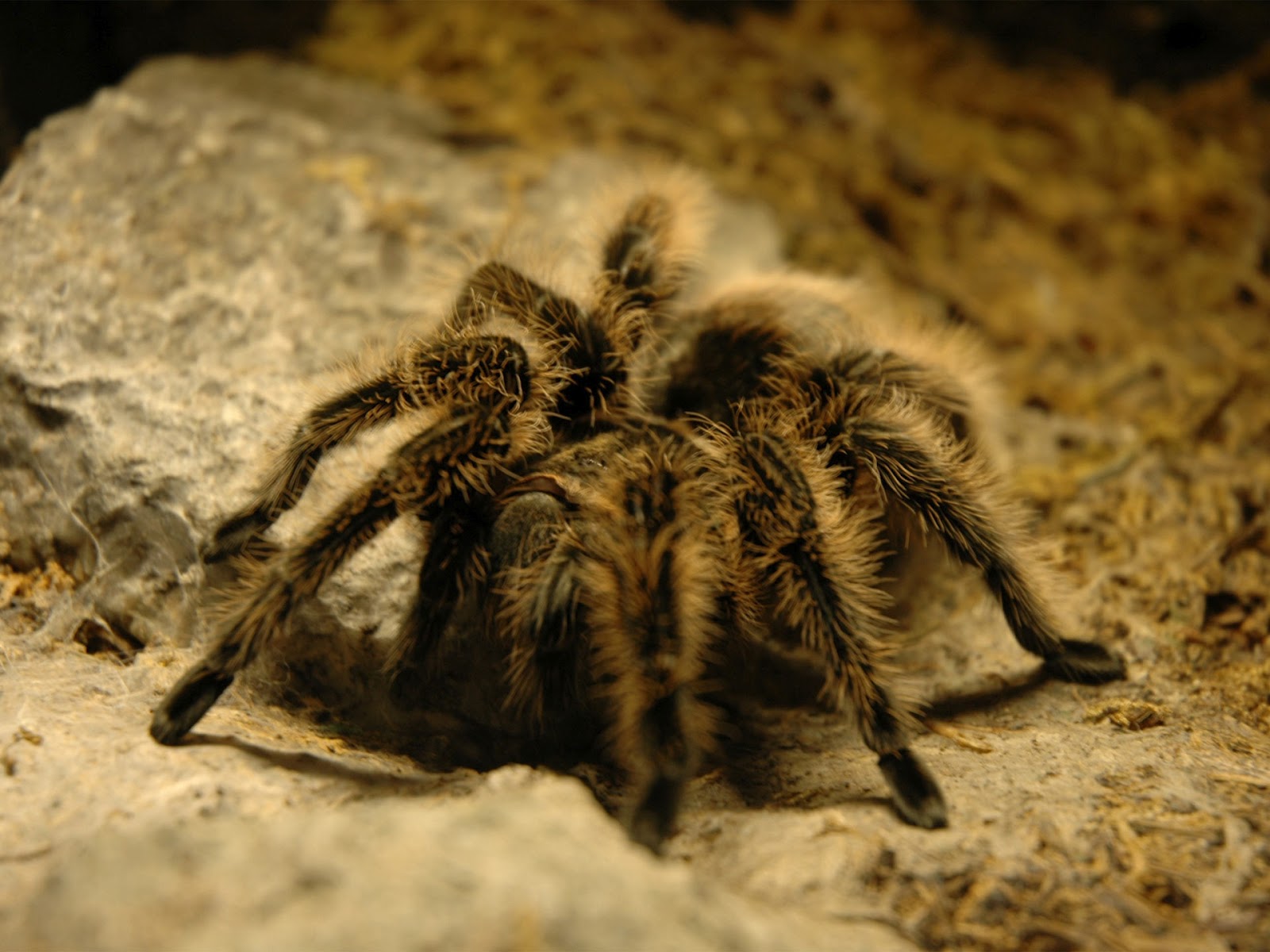 Tarantula Wallpapers - Funny Animals