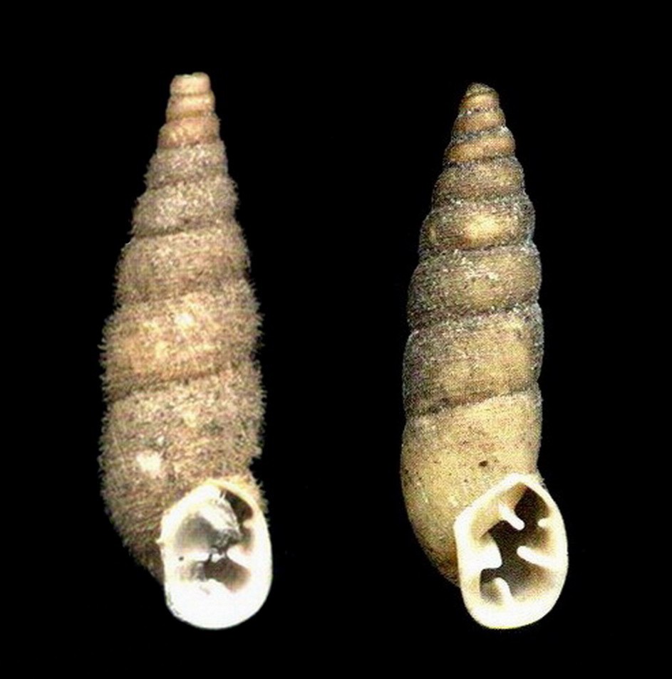 Moluscos terrestres de Argentina: Spixia sp3