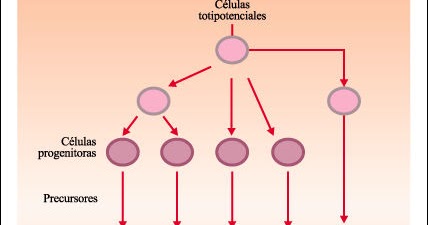 Trica: Tarea N° 15 : Celulas totipotenciales , multipotenciales y ...