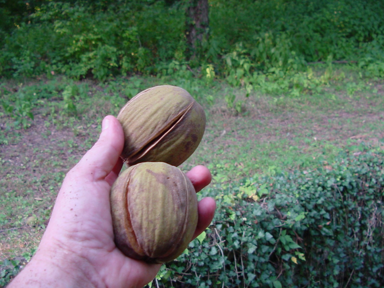 Miss Betsy's Tee-Tiny Tennessee Kitchen: Something Surprising!