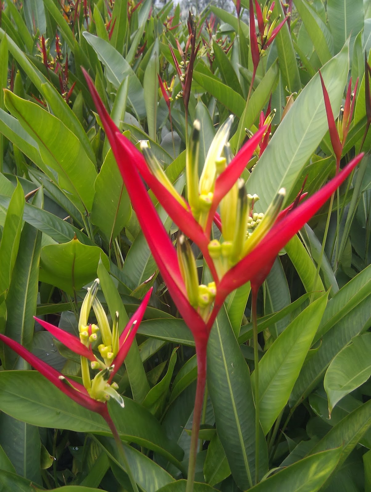 Jardim Tupiniquim: Helicônia papagaio (Heliconia psittacorum)