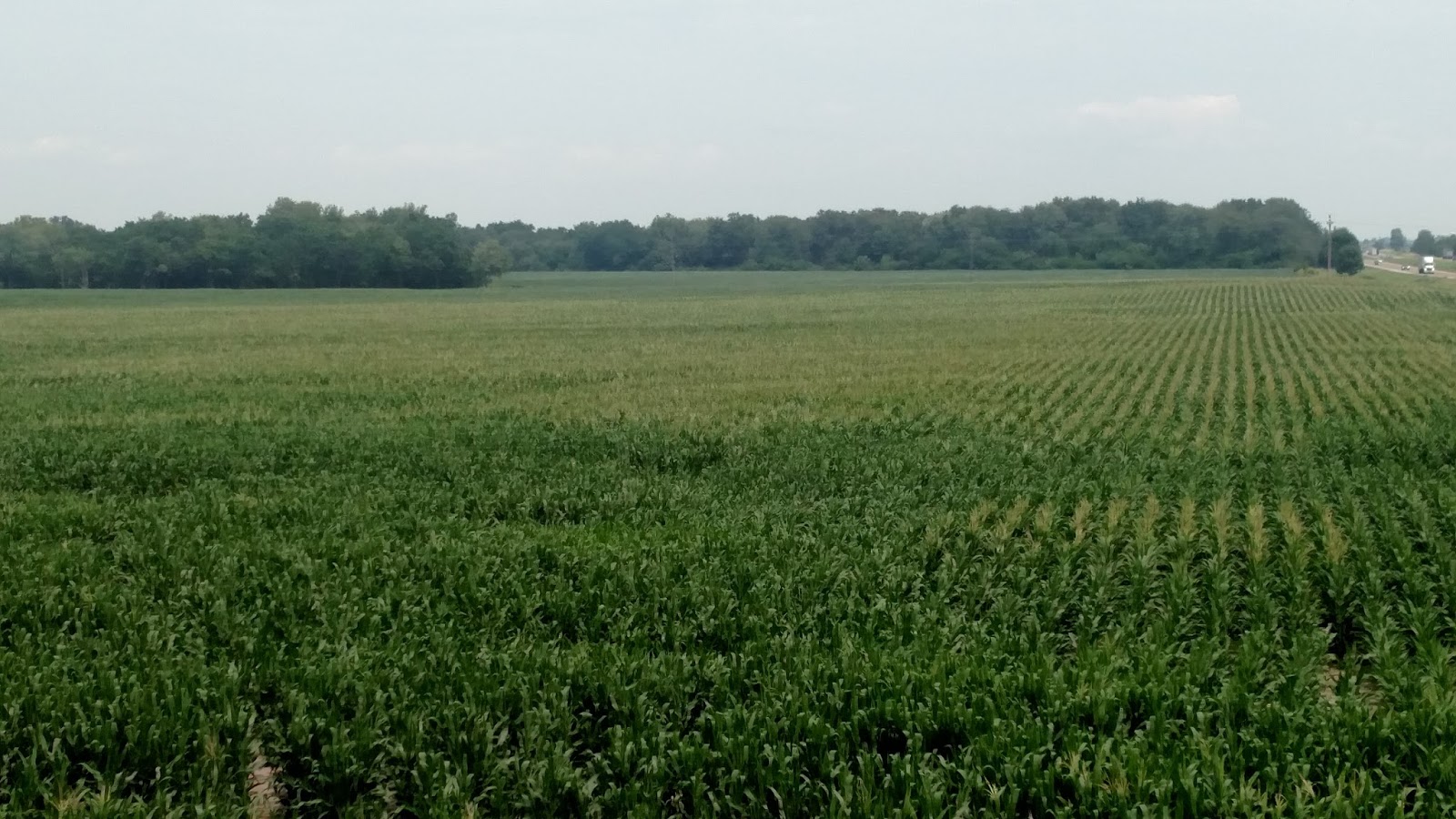 Observations In Agriculture Corn Pollination