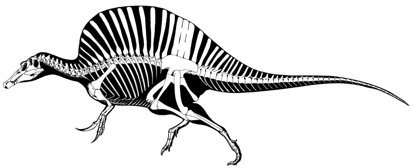 Sciency Thoughts: An Australian Spinosaurid