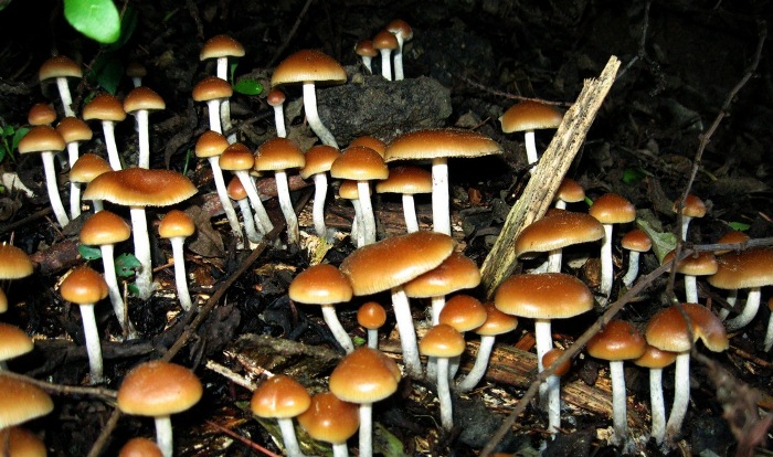 Makalah Tentang Zat Adiktif Dan Psikotropika