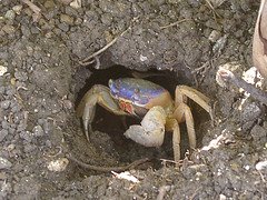 Amaratada, Yara Liceaga-Rojas