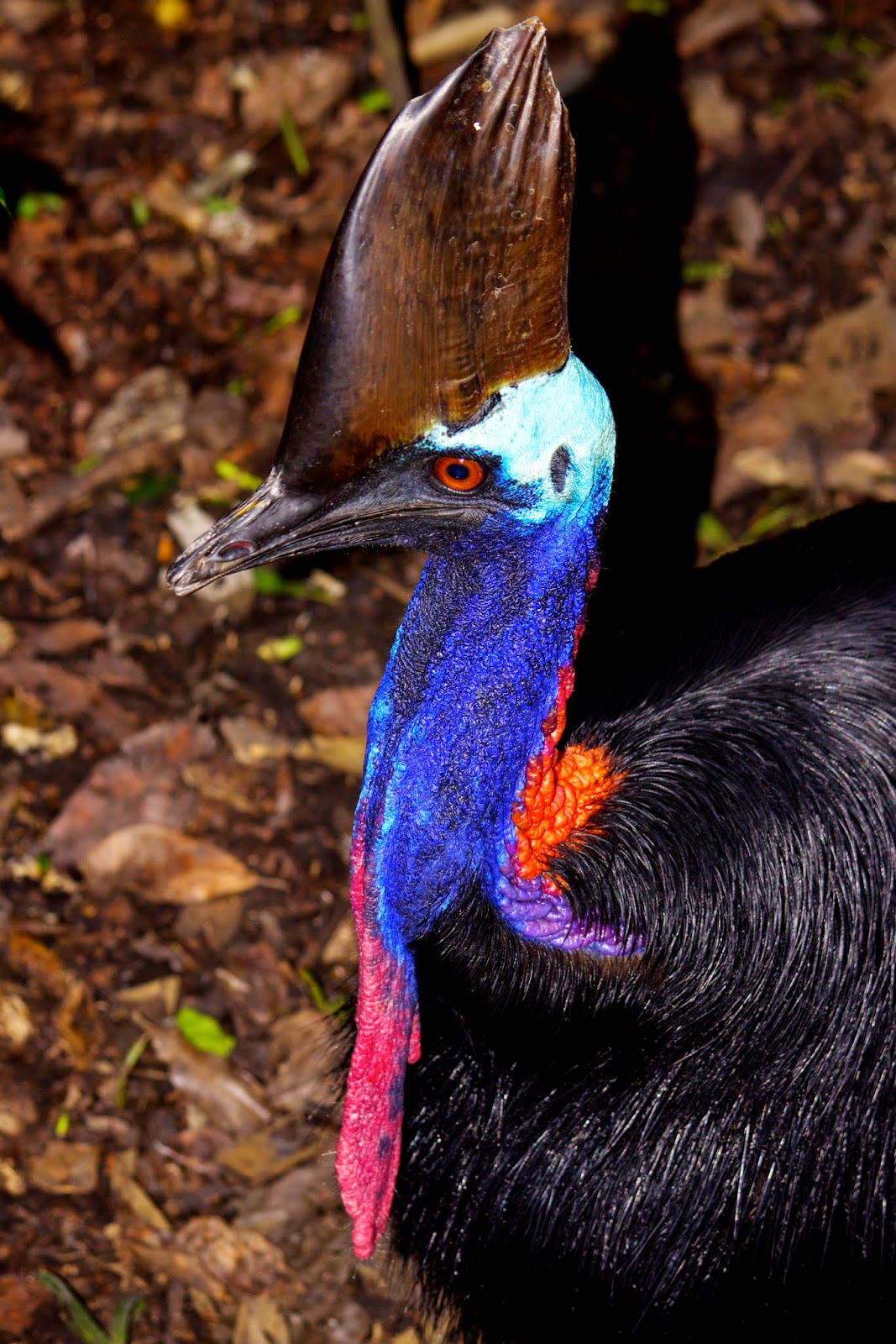 CASSOWARY photos - wallpapers (ανανεωμένο) | the fun bank