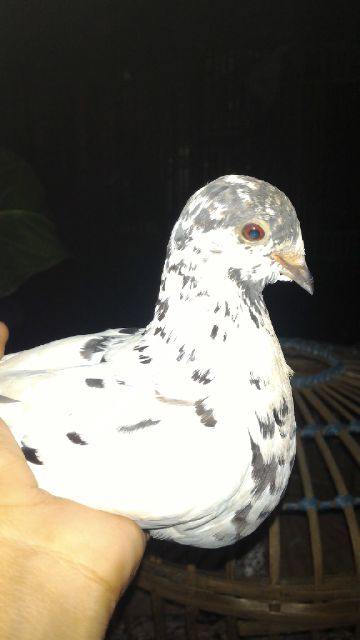 Forum Merpati Cilacap: Merpati Paruh Kecil