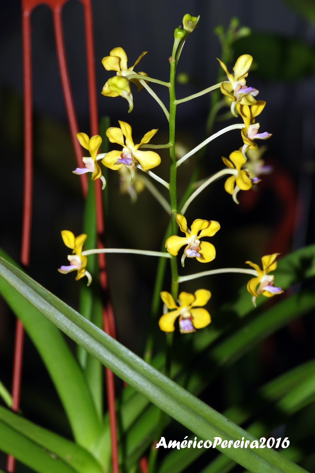 Orquídeas soltas: Vanda testacea