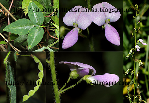Biodiversity of Sri Lanka: Silverleaf Desmodium (Desmodium uncinatum ...