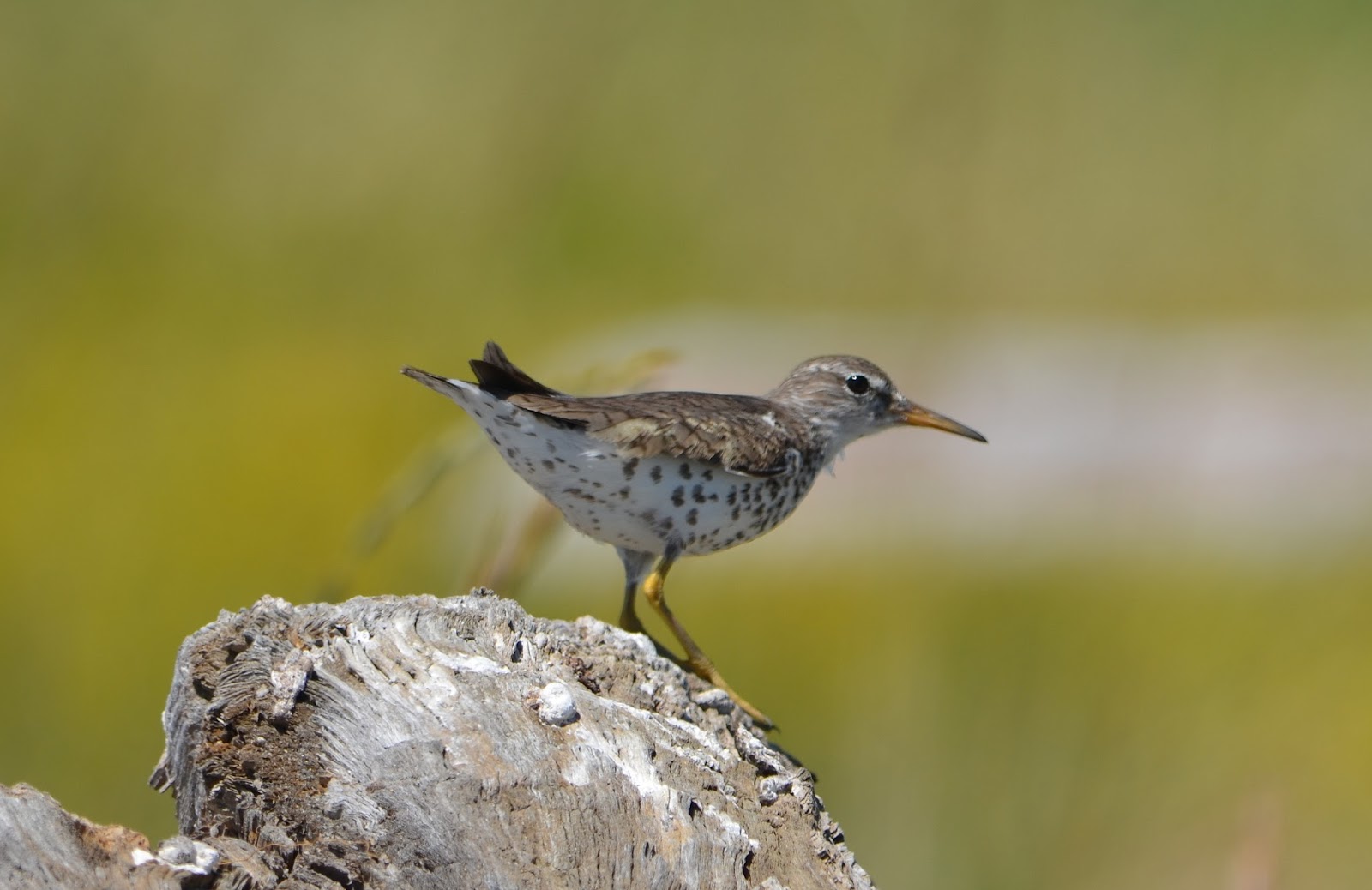 My Bird Blog: Spotted Sandpiper