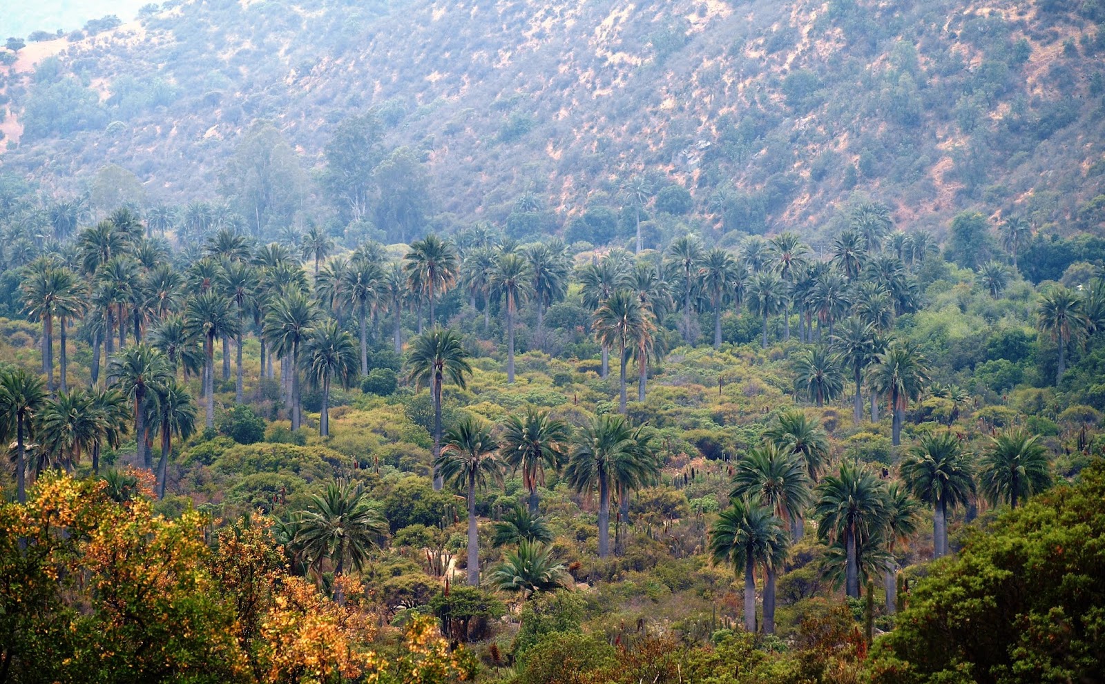 Getting into a lather over Quillaja