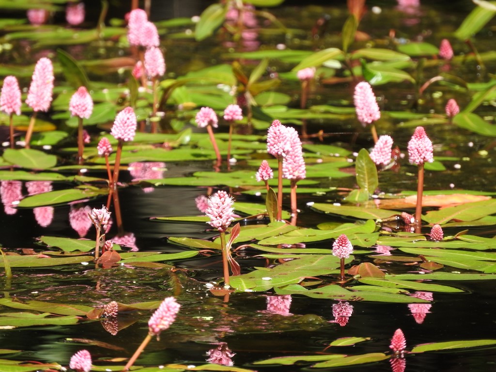 natural connections: Water Smartweed