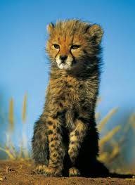 Il mondo del sapere per grandi e piccini: Il Ghepardo