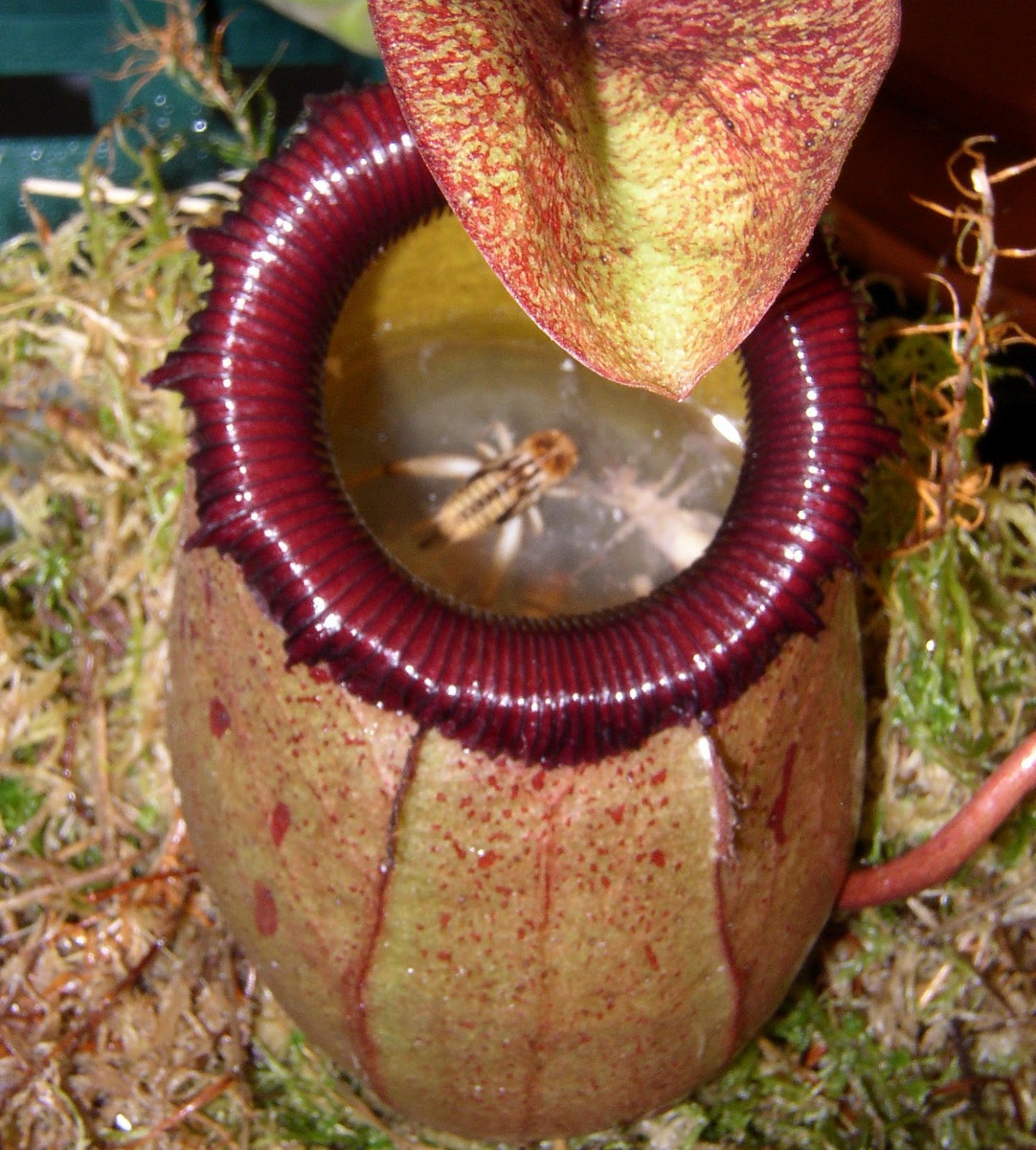 Blog do Edu Ambiental: Planta carnívora