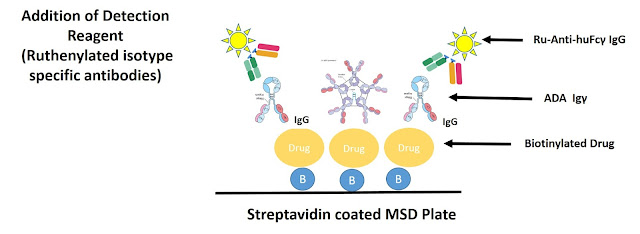 How to develop a reliable, sensitive and specific ADA assays for ...