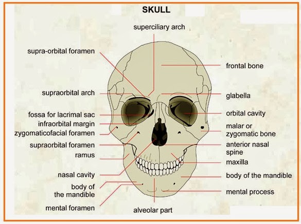 BIOLOGI GONZAGA: TULANG - BONE - RANGKA