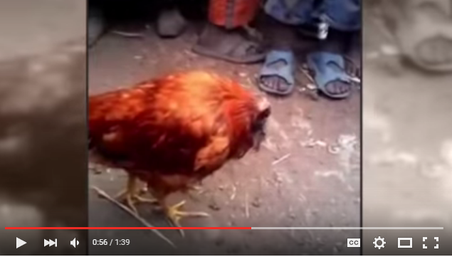 Headless Chicken walks around.No head,how can that chicken walk ...