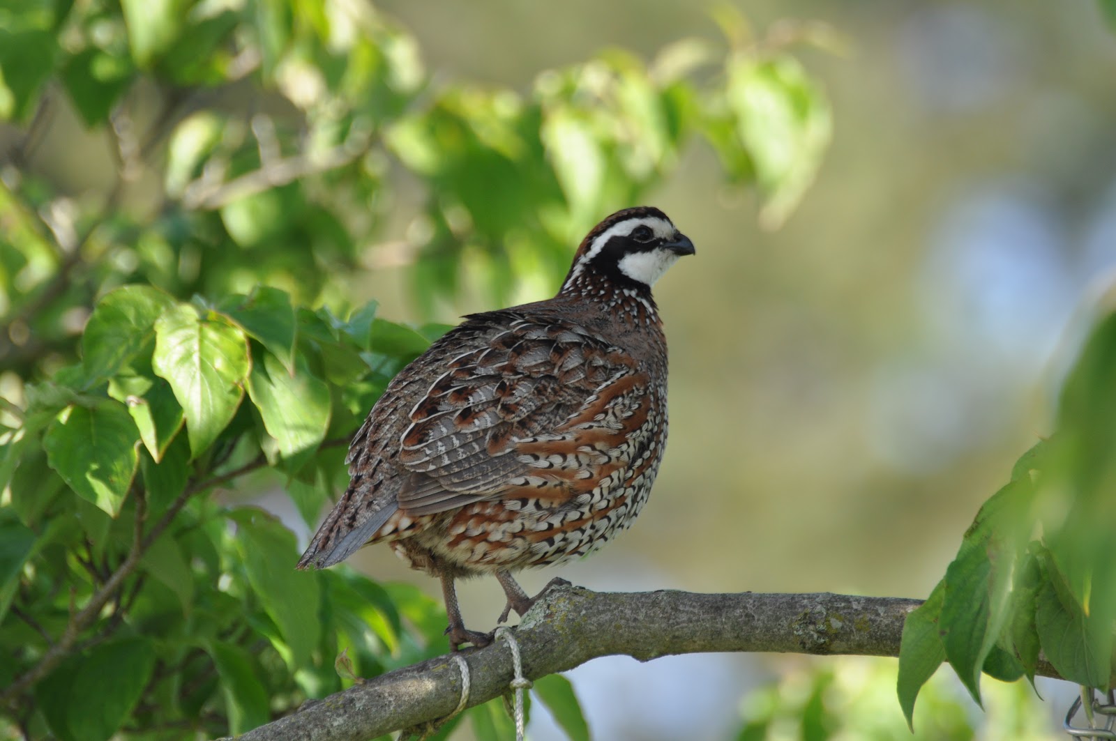 Birds & Words: Northern Bobwhite 5/23