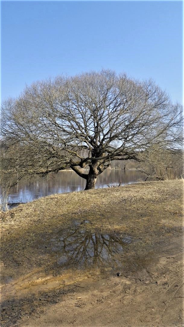 Nähtustest: Liblikas