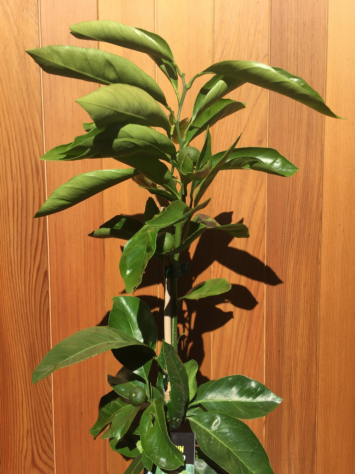 Citrus Enthusiast: New Citrus: Kiyomi Tangor & Okitsu Wase Mandarin