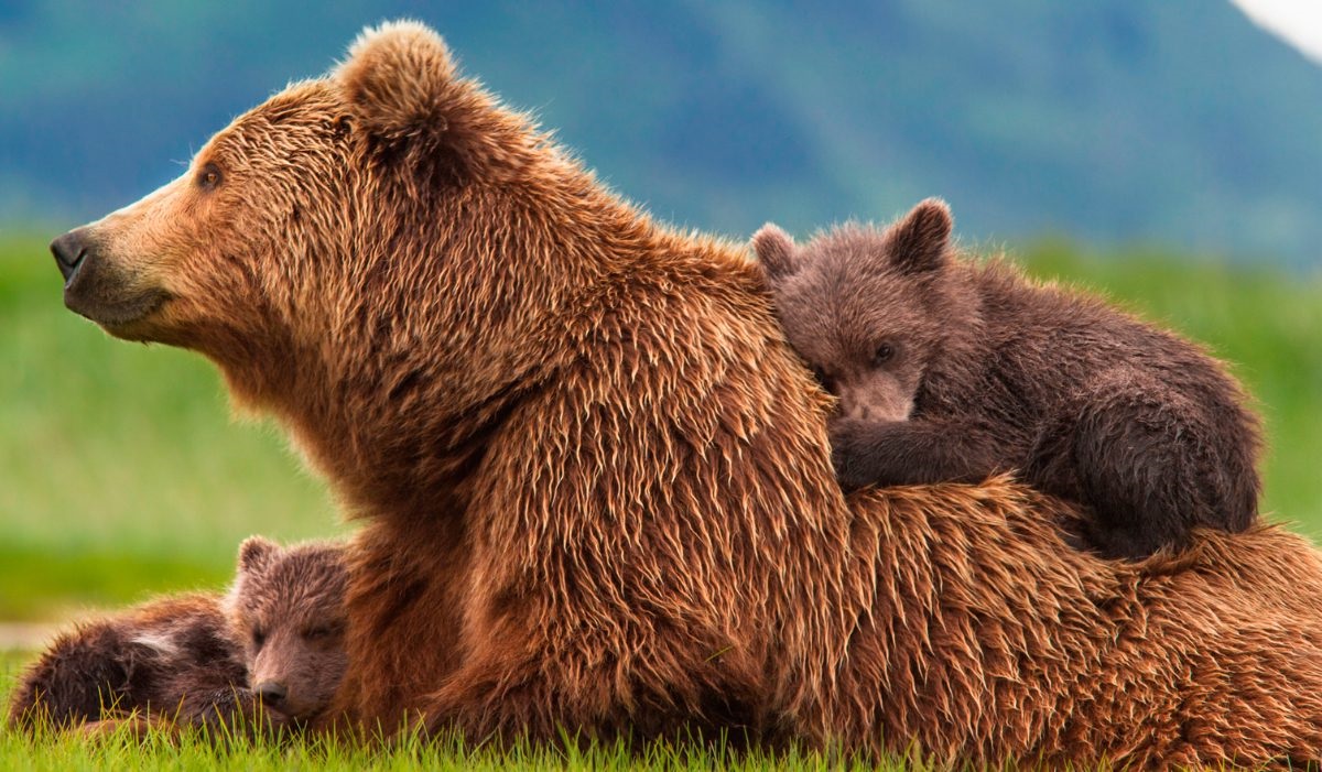 Fauna y Flora salvaje: El oso pardo