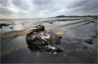 Pollution Information: How can we prevent pollution