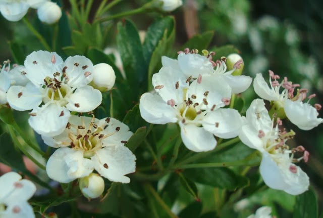 MI HERBARIO DEL JILOCA: Crataegus monogyna.