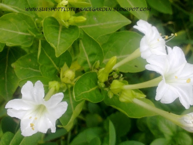 Plants Growing In My Potted Garden.: How To Grow 4 o'clock / Mirabilis ...