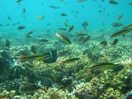 ecologia 4: Linea del tiempo de la Ecología