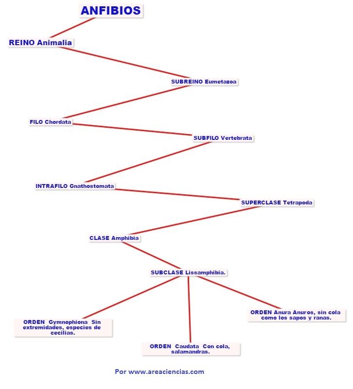 ANIMALES EDUCA: ANFIBIOS