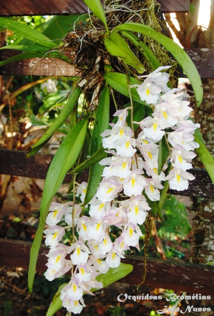 ORQUÍDEAS * BROMÉLIAS: 186 - Orquídea: Rodriguezia bracteata