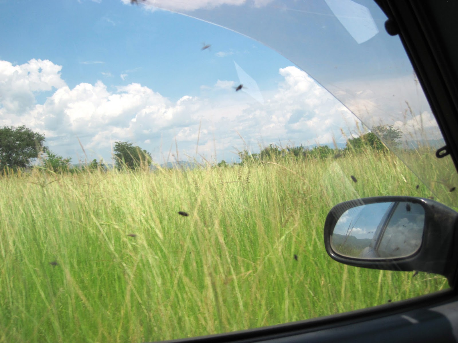 Wild Thoughts From Wild Places: Revenge of the Tsetse Fly