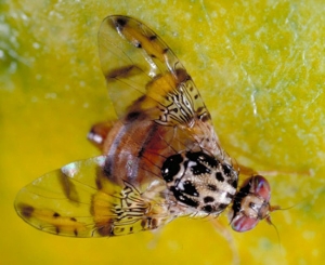 Goiaba - Psidium guajava