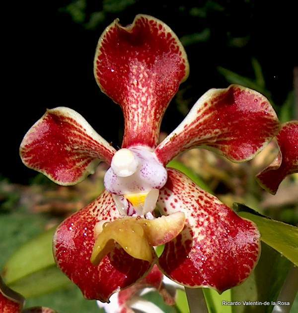 Ricardo's Blog, : Vanda merrillii Ames & Quisumb. 1932, a collector's ...