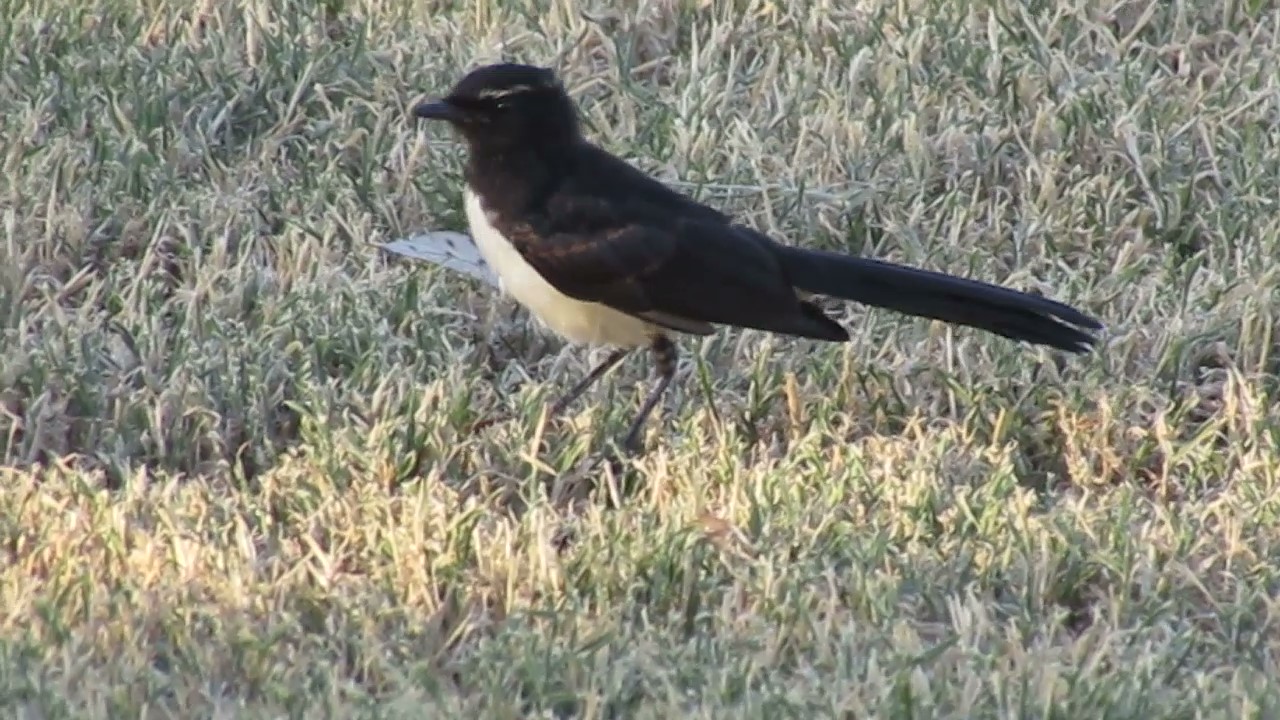 Birdlifesaving: 28. MAKING WILLIES WONKY