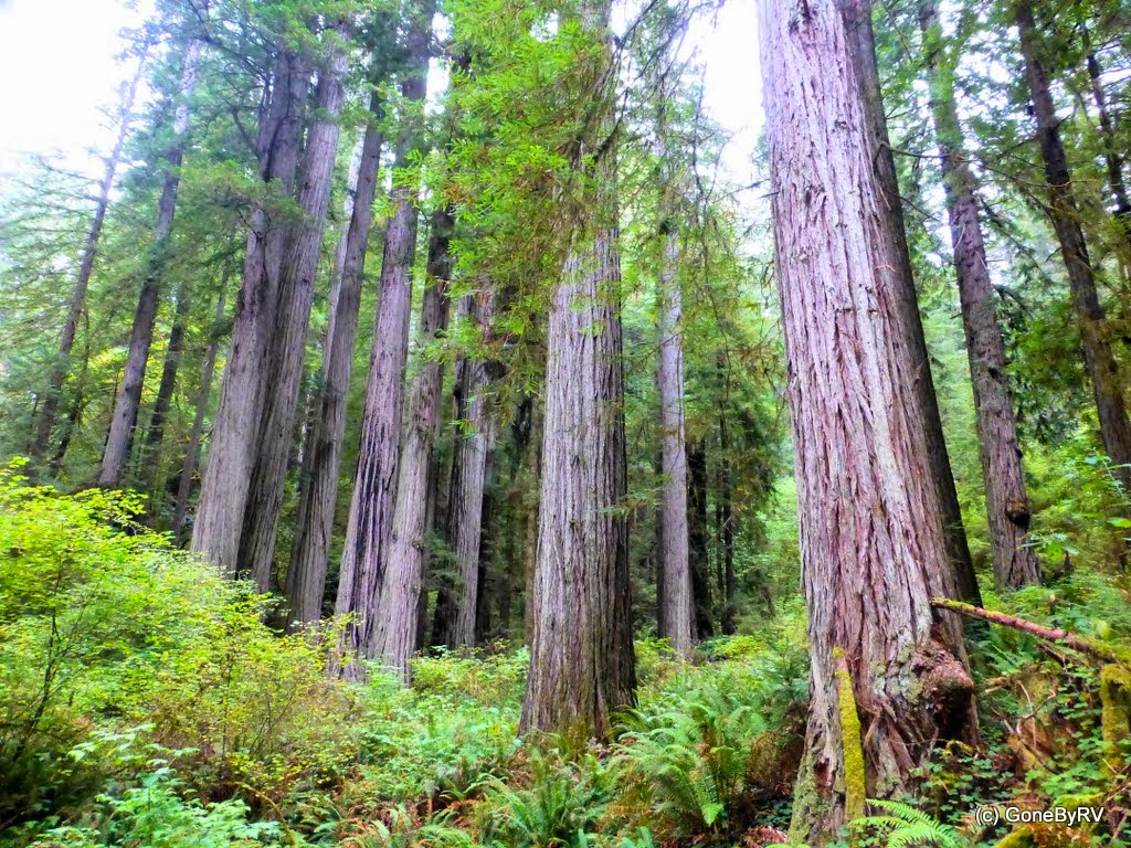 GoneByRV: A Closer Look at the Redwoods