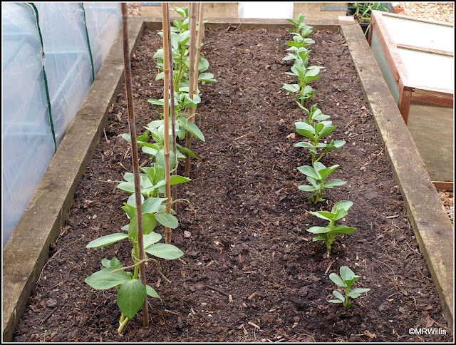 Mark's Veg Plot: Staking the Broad Beans
