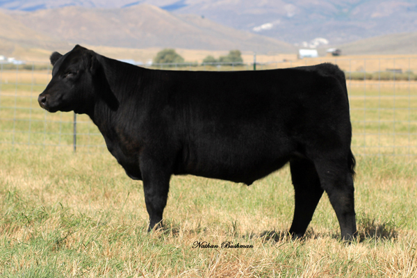 Bushman Cattle Company: Utah State Junior Livestock Show